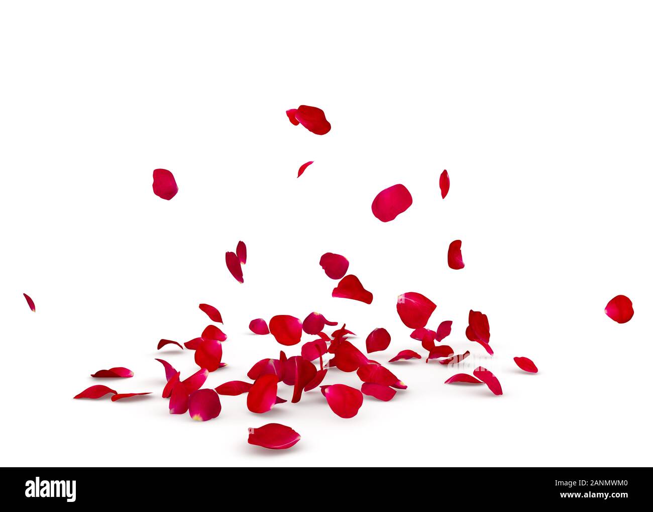 Rose petals fall beautifully on the floor. Isolated white background ...