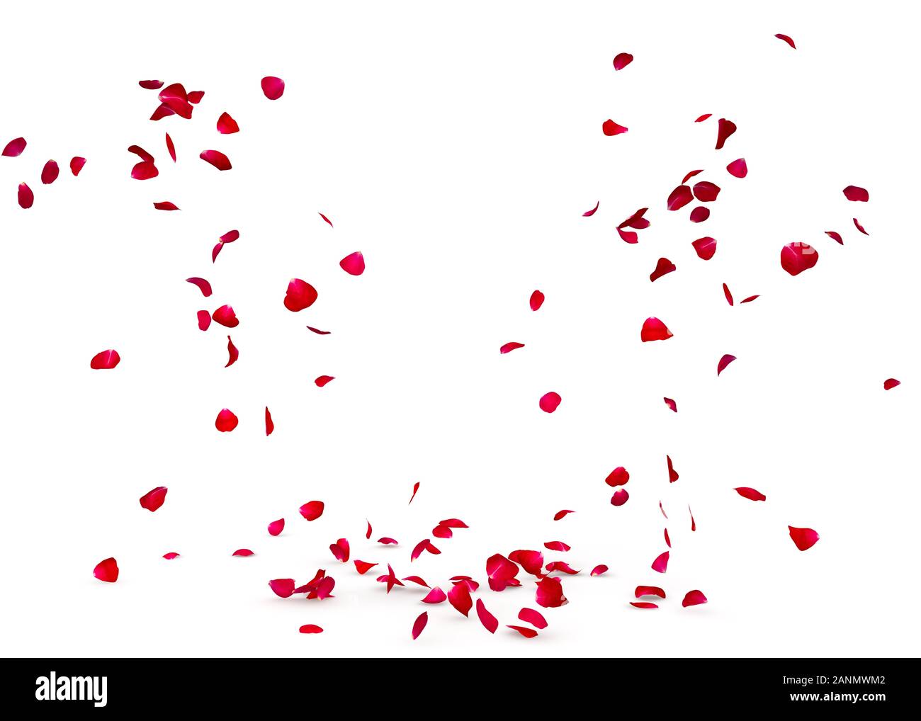 Rose petals fall beautifully on the floor. Isolated white background ...