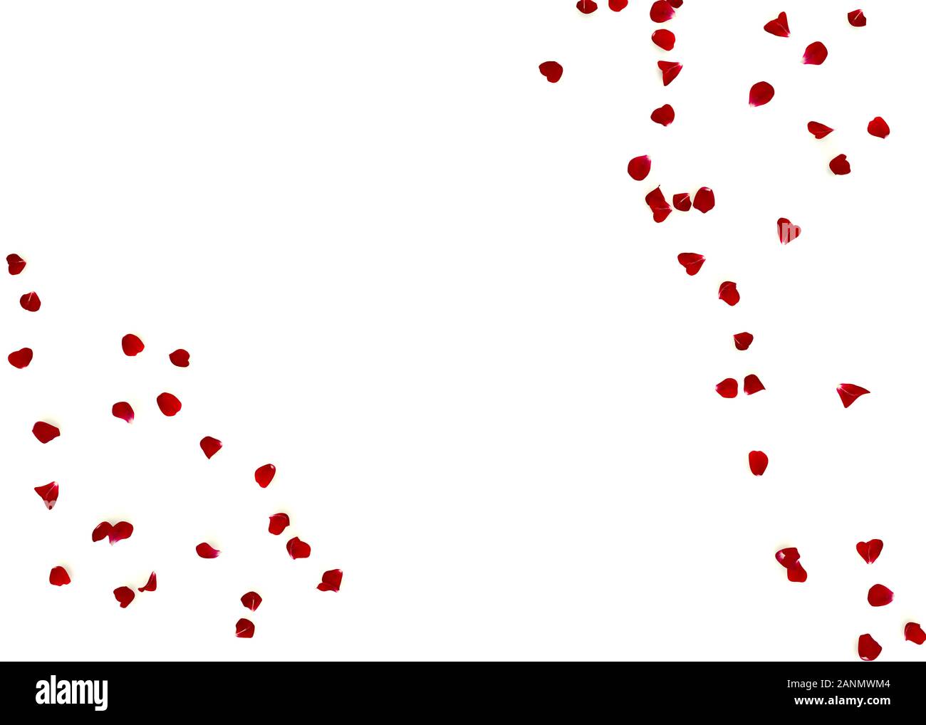 Rose petals are scattered on the floor. There is free space for your ...