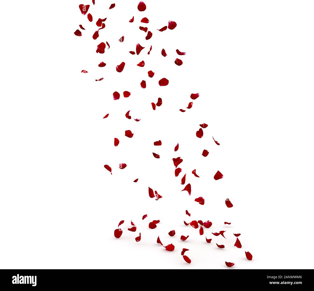 Rose petals fall beautifully on the floor. Isolated white background ...