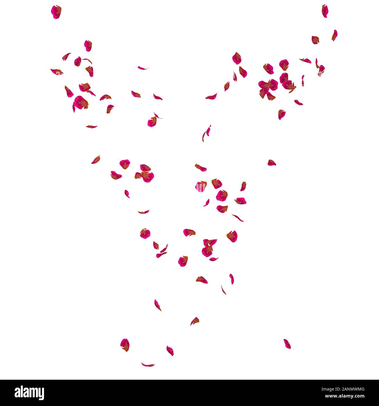 The petals of a ribbed rose fly in the air. Isolated white background ...