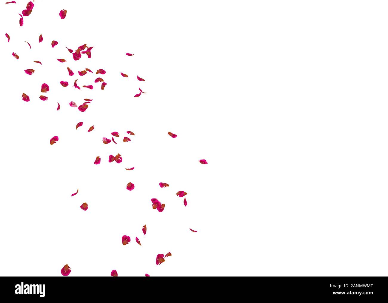 The petals of a ribbed rose fly in the air. Isolated white background ...