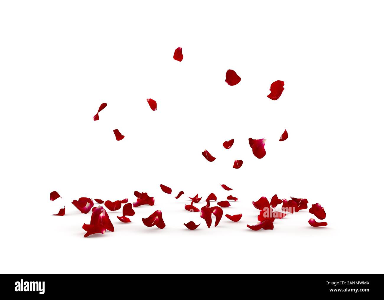 Rose petals fall beautifully on the floor. Isolated white background ...