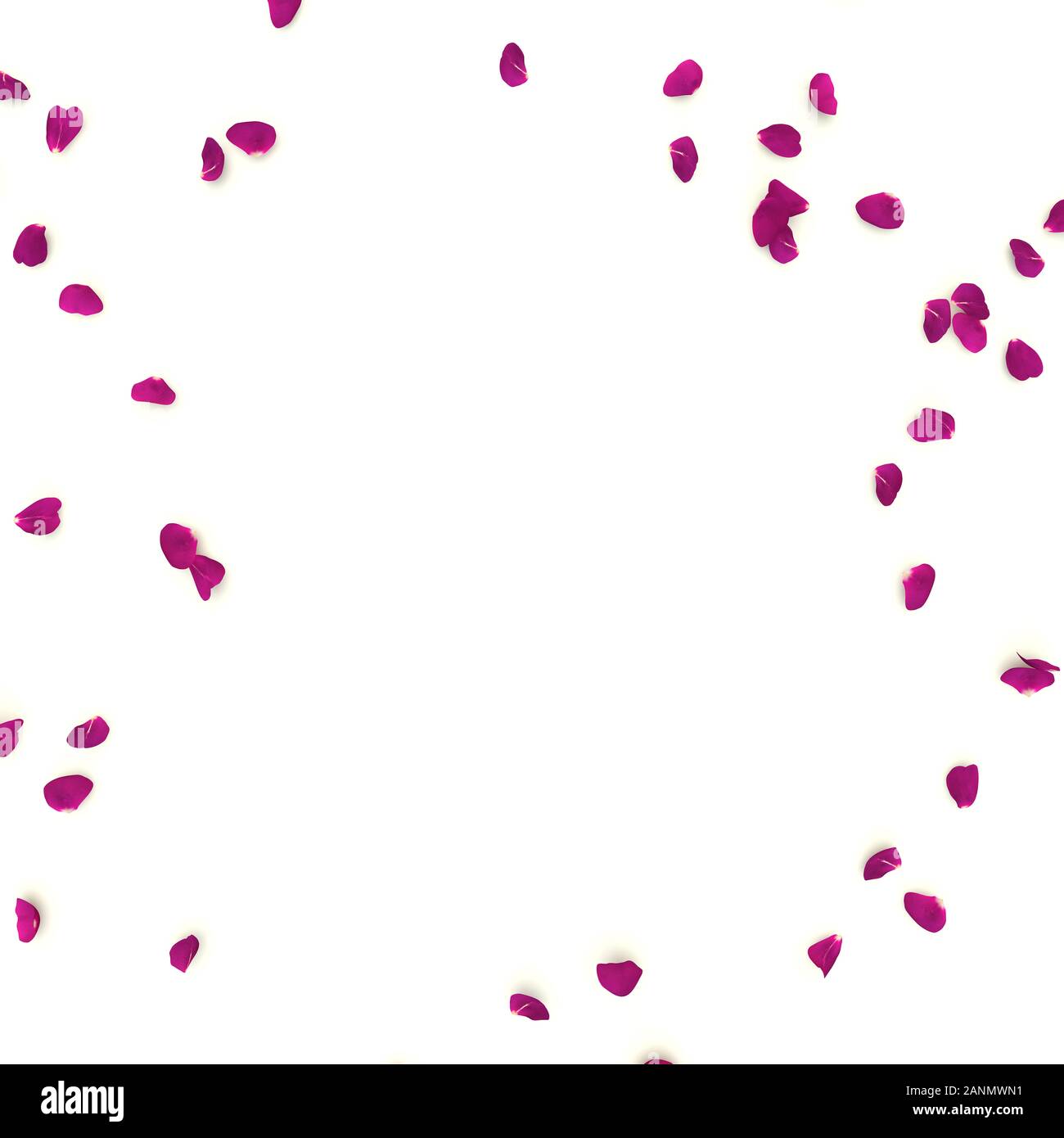 Rose petals are scattered on the floor. There is free space for your ...