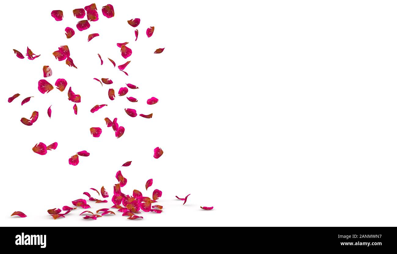Rose petals fall beautifully on the floor. Isolated white background ...