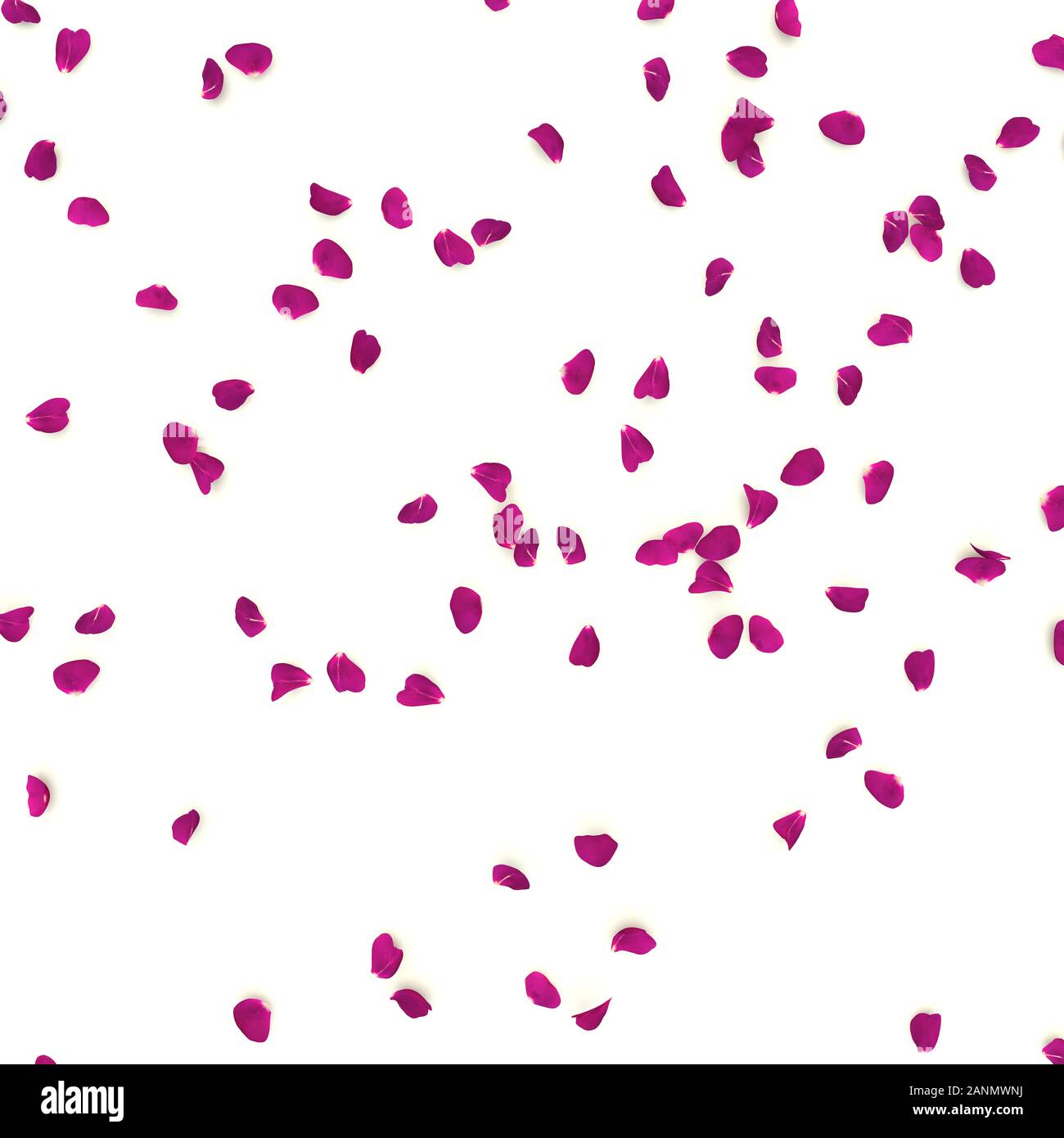 Rose petals are scattered on the floor. Isolated white background Stock ...