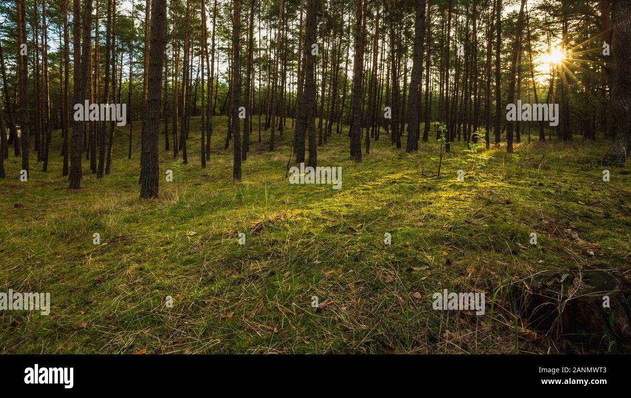 Landscape of forest, beautiful nature wallpaper Stock Photo - Alamy