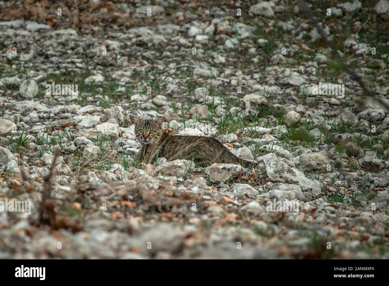 African wild cat hi-res stock photography and images - Alamy