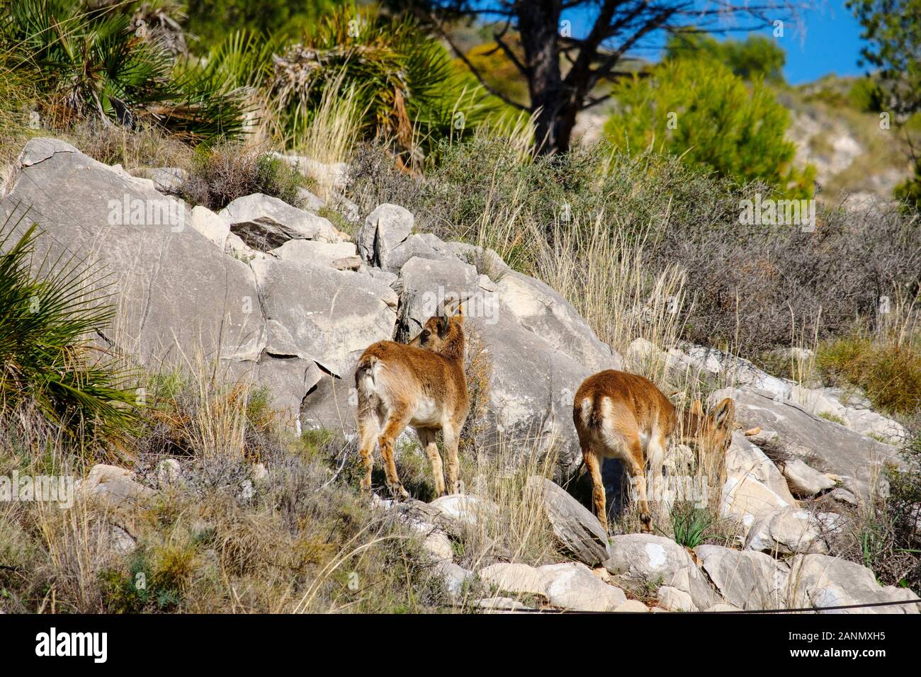 Iberian goat hi-res stock photography and images - Alamy