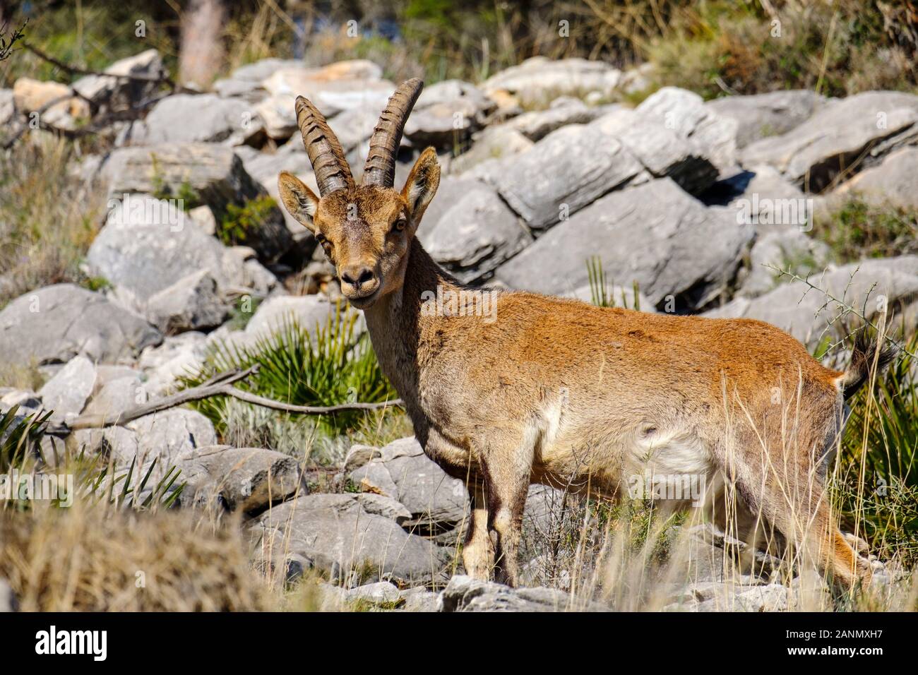 Iberian wild goat hi-res stock photography and images - Alamy