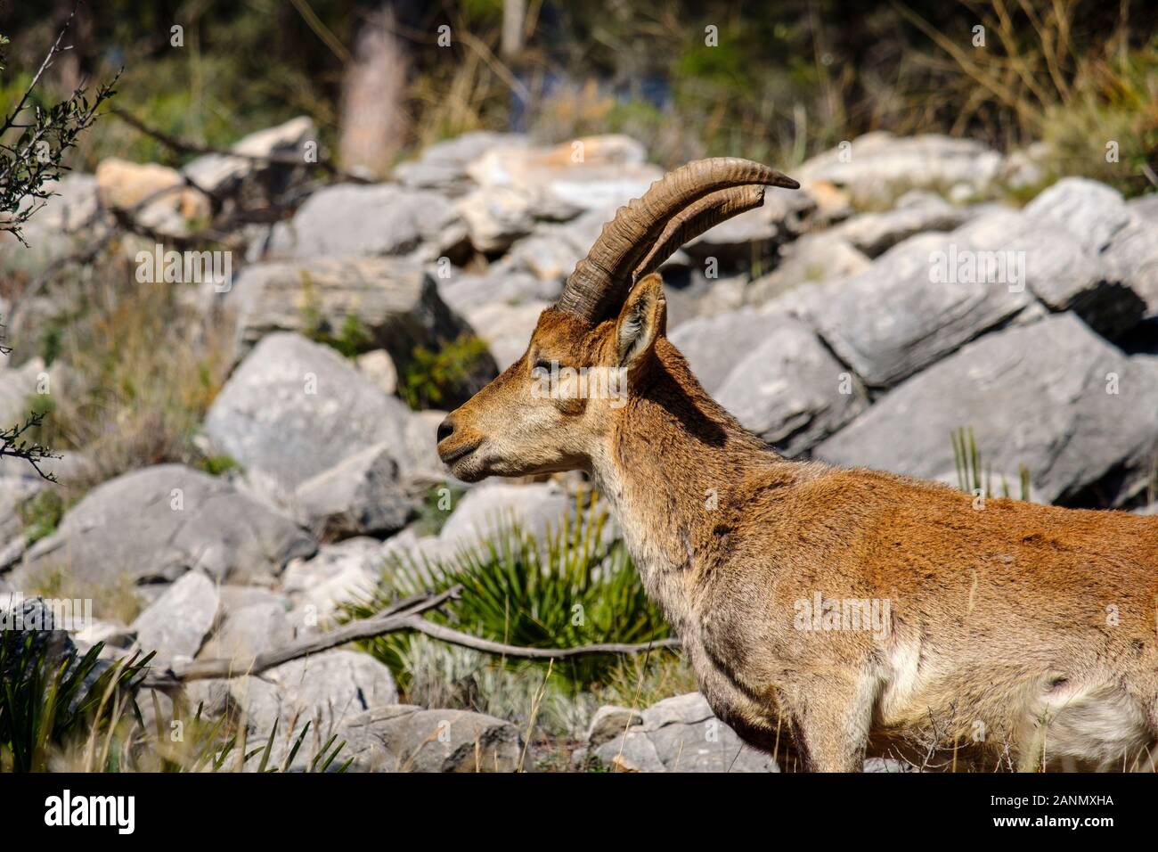 Iberian wild goat hi-res stock photography and images - Alamy