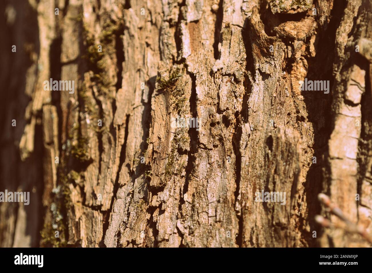 Old tree bark texture close up. Natural background retro style toned ...