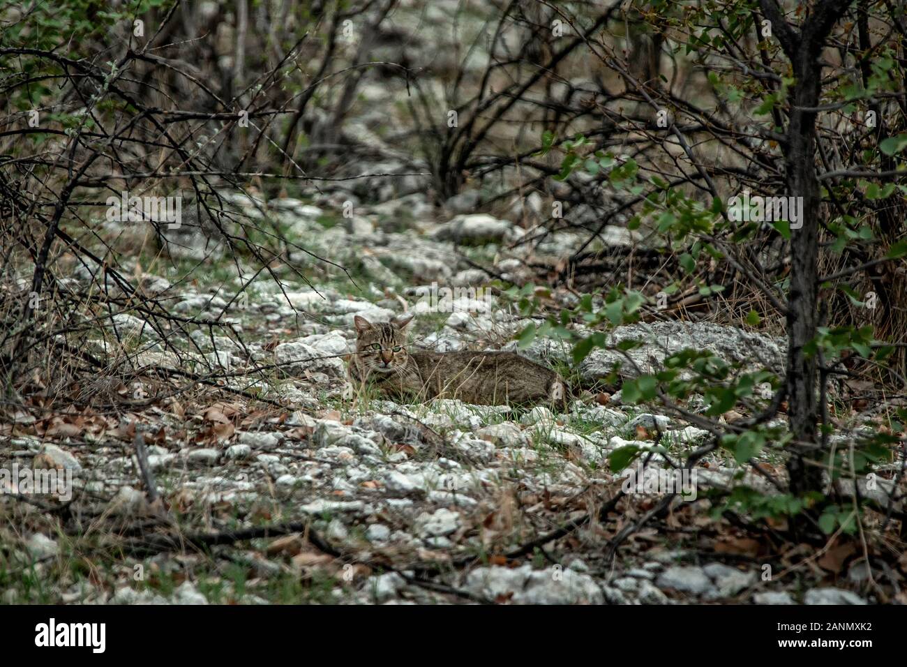 African wild cat hi-res stock photography and images - Alamy