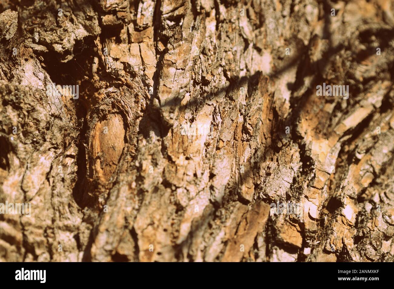 Old tree bark texture close up. Natural background retro style toned ...
