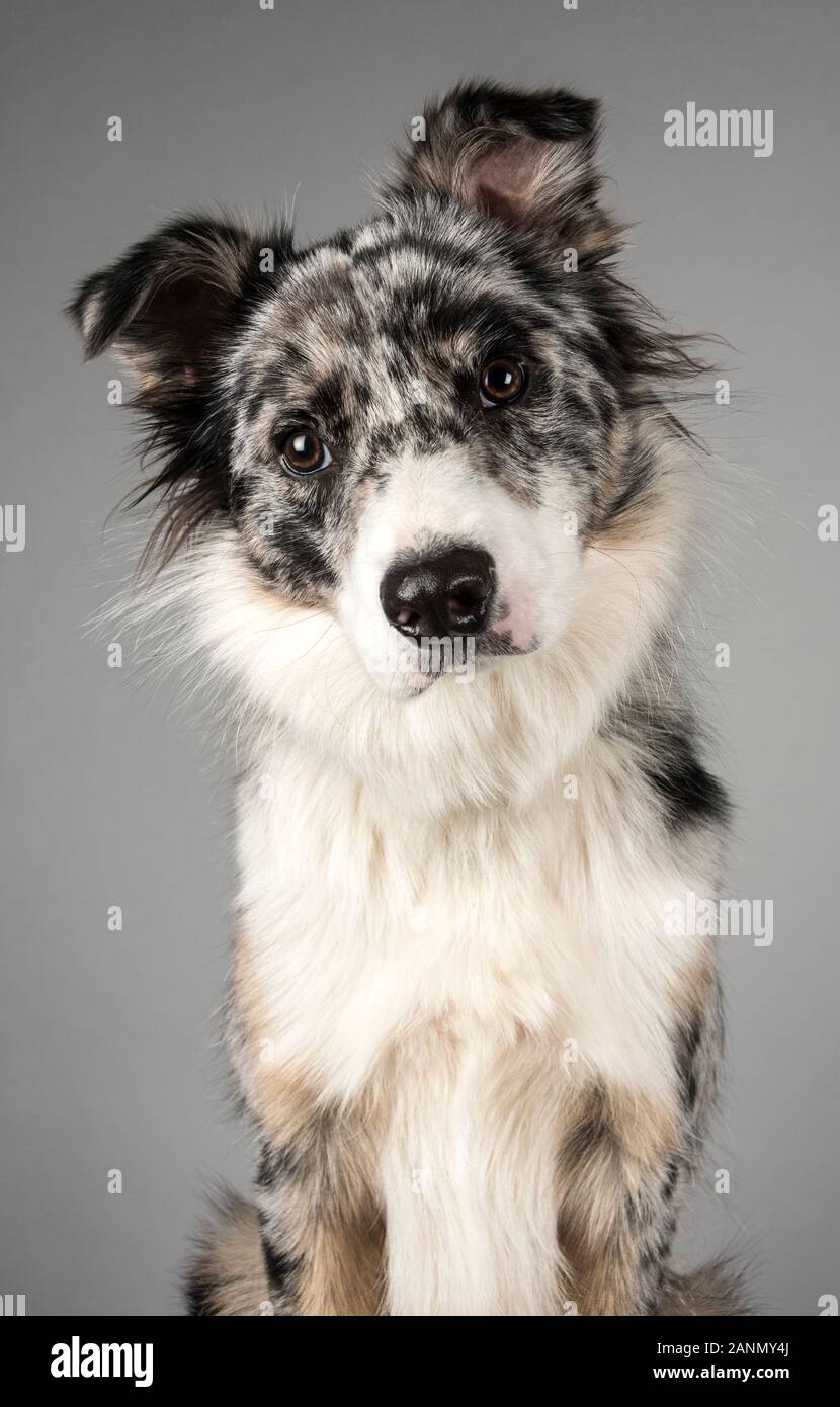 Australian collie hi-res stock photography and images - Alamy