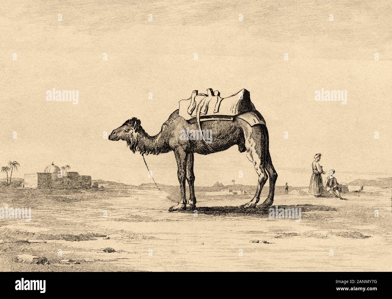 Camel saddled for the trip. Old engraving published in L'Univers Arabia ...