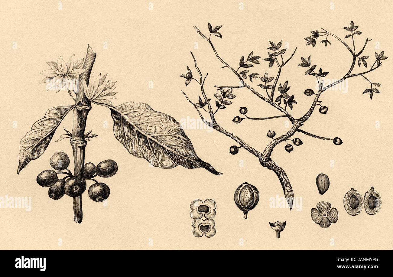 Arabic coffee plant. History of Saudi Arabia. Old engraving published ...