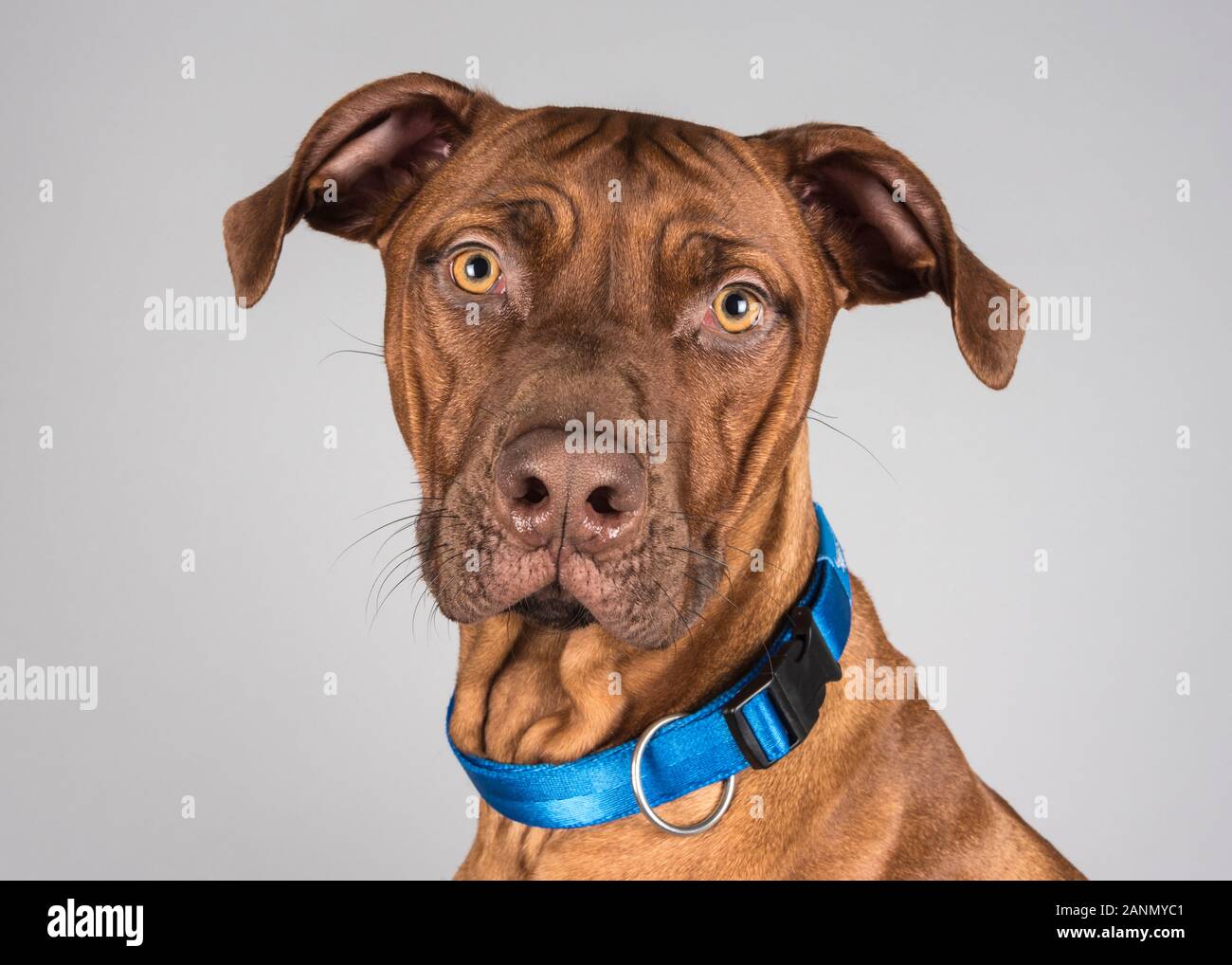 Rhodesian ridgeback face hi-res stock photography and images - Alamy