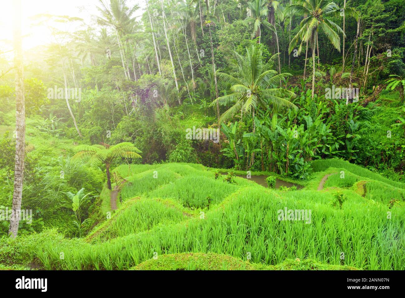 (Selective focus) Stunning view of the Tegalalang rice terrace fields ...