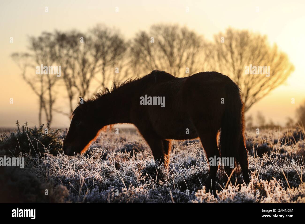 New Forest, Hampshire. 18th January 2020. UK Weather: A cold and misty ...