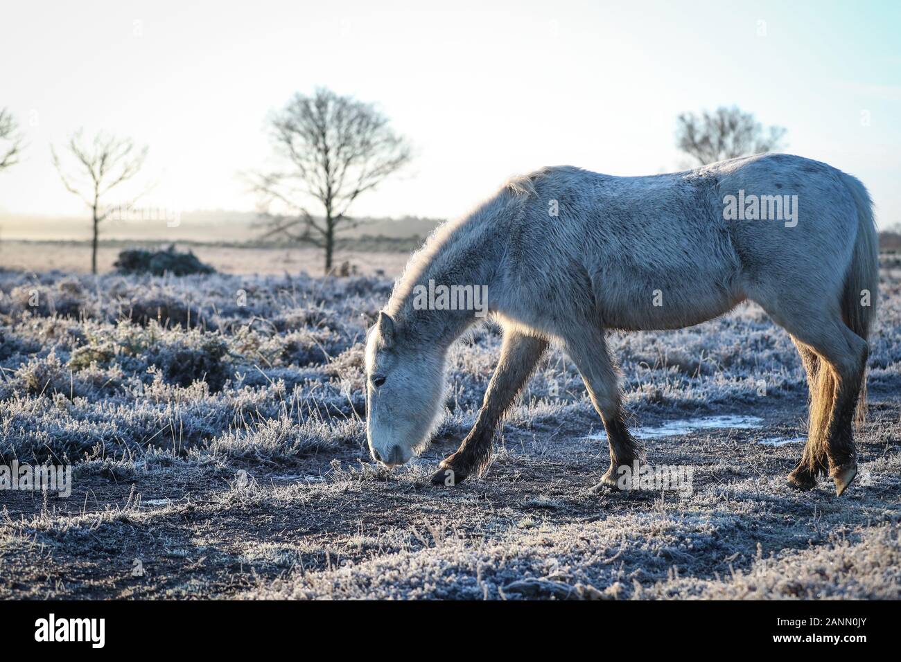 New Forest, Hampshire. 18th January 2020. UK Weather: A cold and misty ...