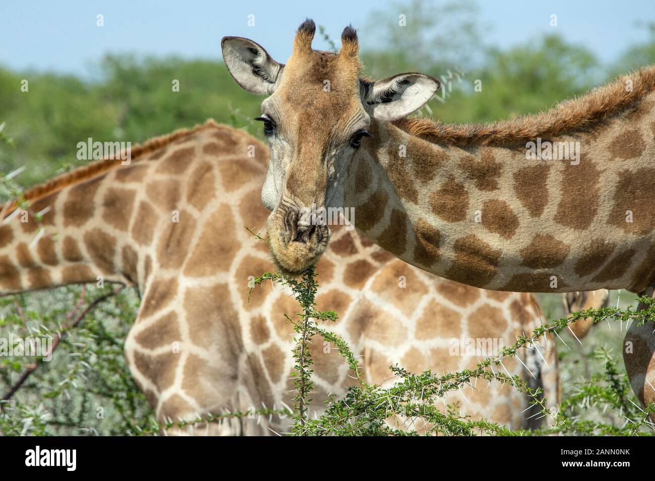 Giraffe bending hi-res stock photography and images - Alamy
