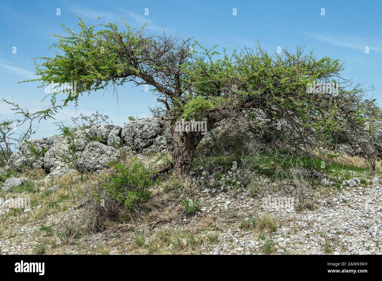 Camelthorn tree hi-res stock photography and images - Alamy