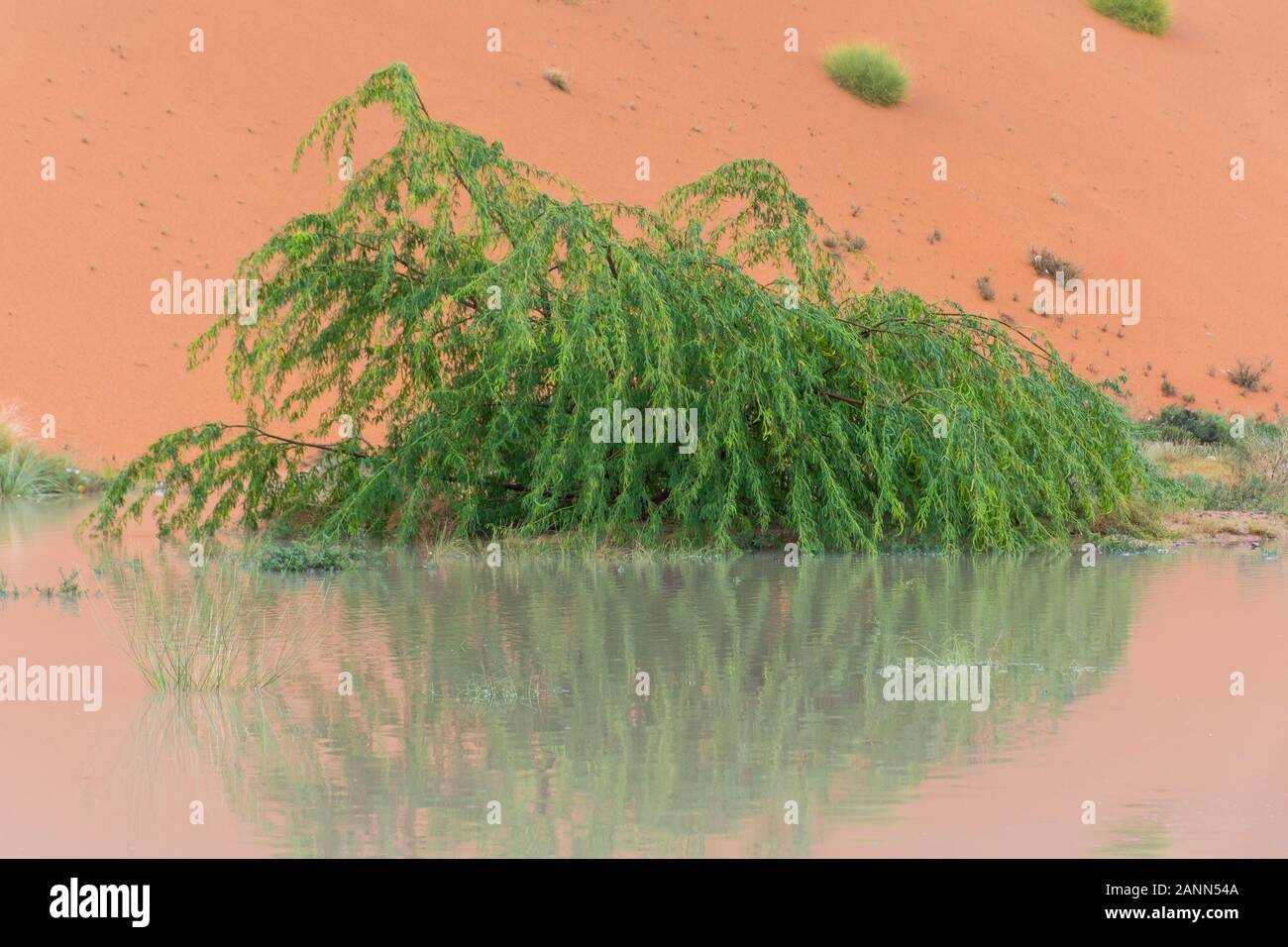 Close up of a Green pea tree in the United Arab Emirates flooded in the ...