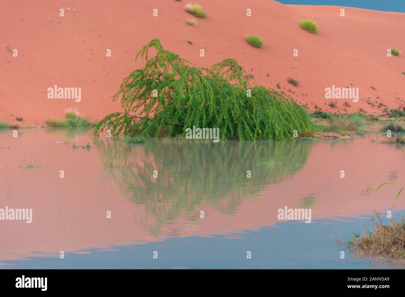 Green pea tree in the United Arab Emirates flooded in the storm rain ...