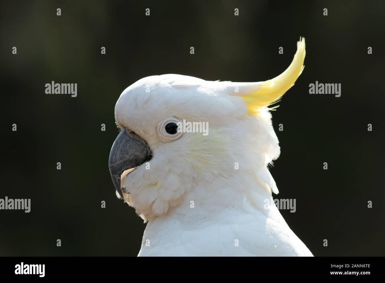 Big cockatoo hi-res stock photography and images - Alamy