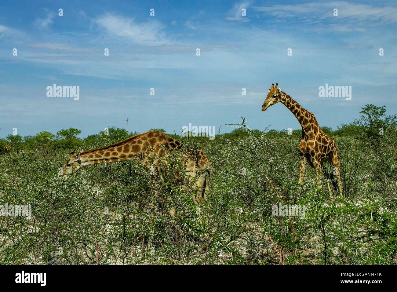 Giraffe mating not seal hi-res stock photography and images - Alamy
