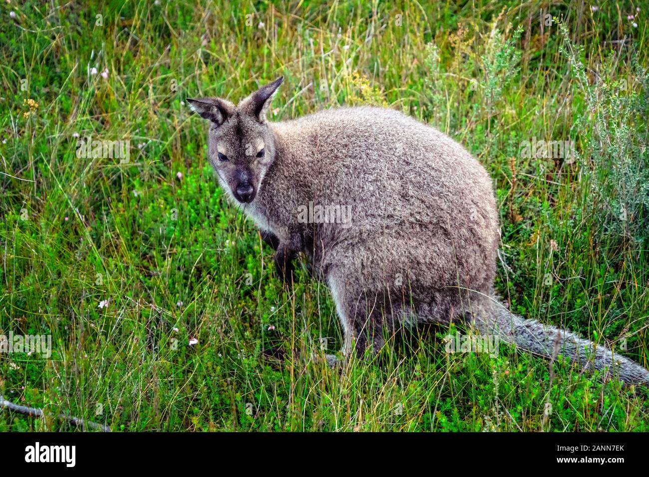 Australian wallabie hi-res stock photography and images - Alamy