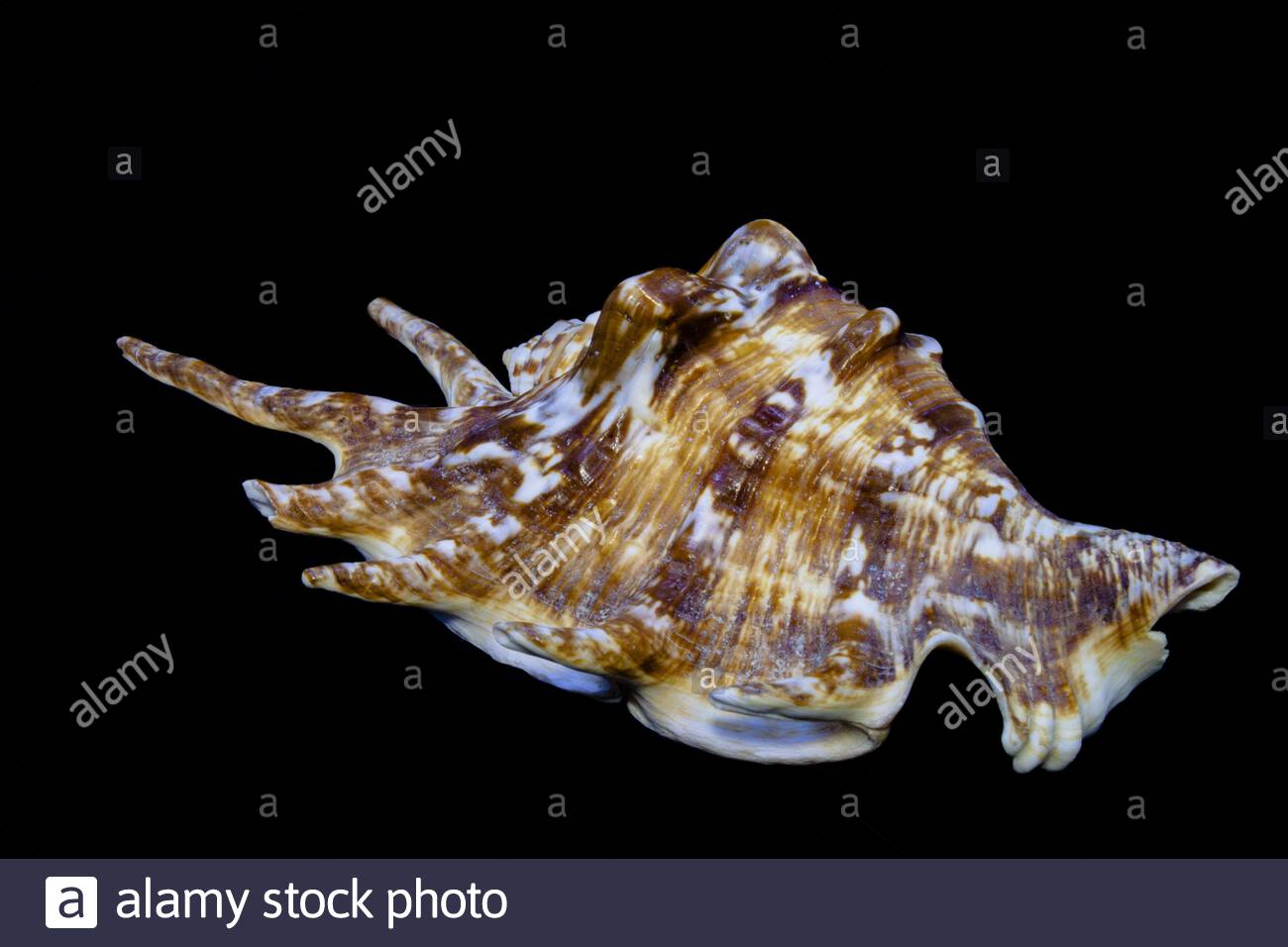 Spider Shell Stock Photos & Spider Shell Stock Images - Alamy