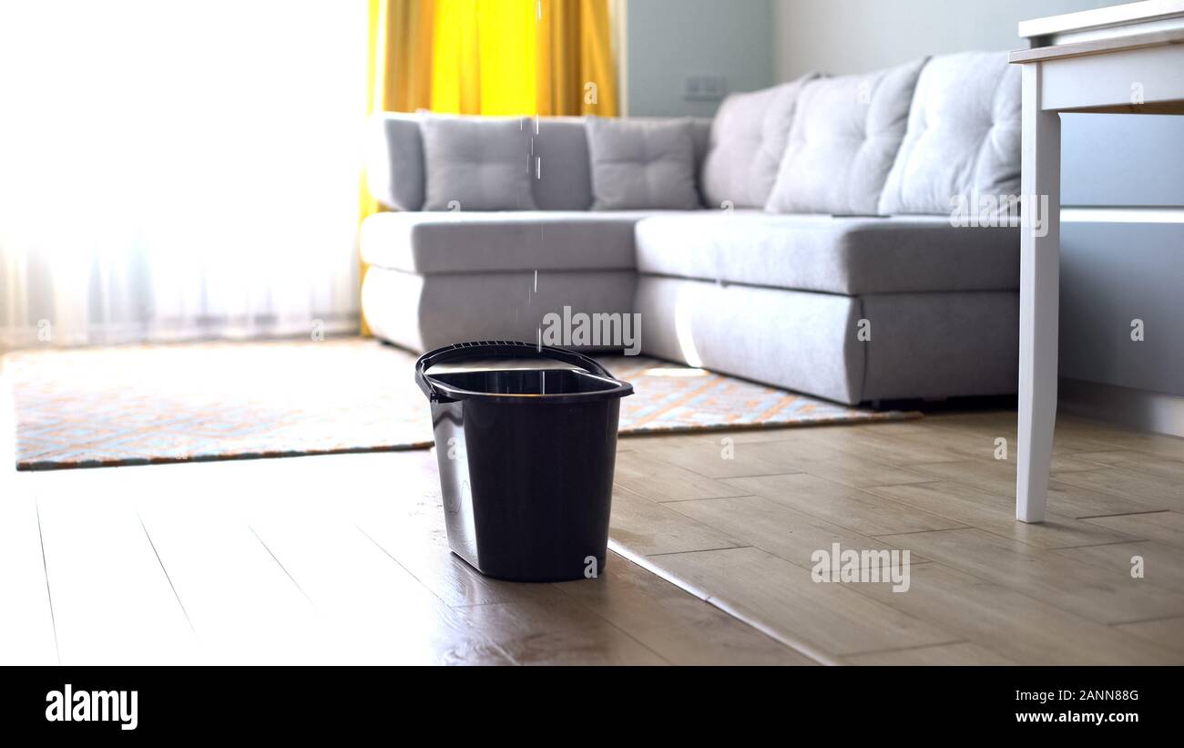 Water droplets leaking in bucket from ceiling, damaged roof, house ...
