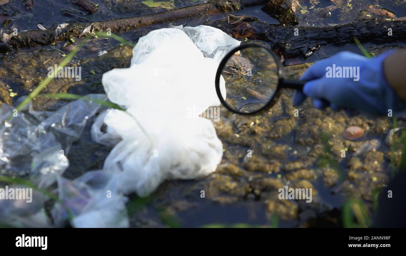 Scientist with magnifying glass studying swamp polluted with plastic ...
