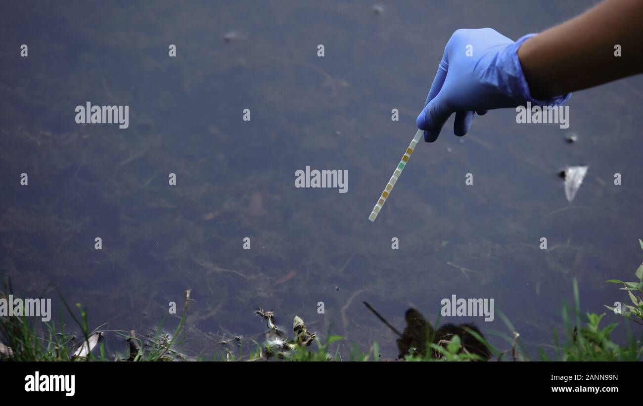 Biologist measuring lake water with heavy metal test strip, ecological ...