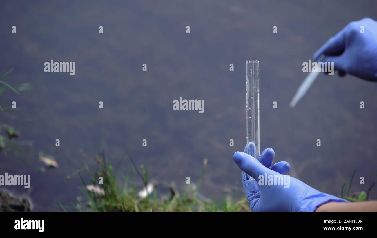 Ecologist taking water sample from forest lake, ecological research ...