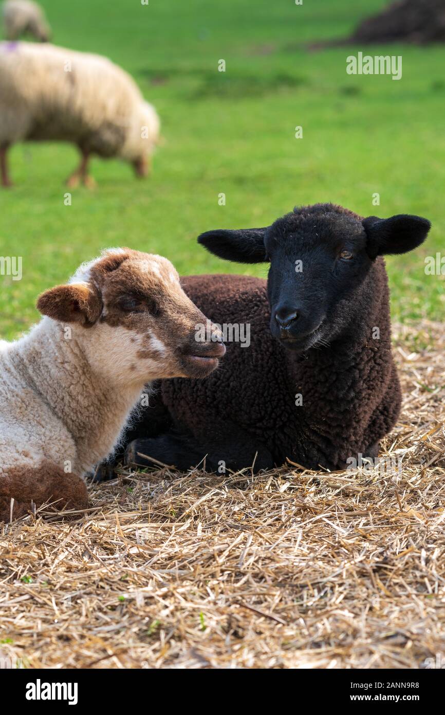Portrait of cute white lamb and black lamb sitting on straw on green ...