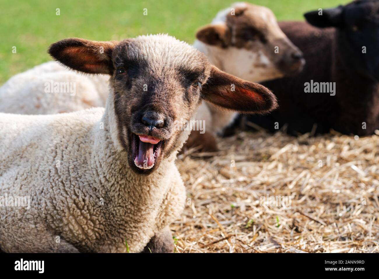 Funny Sheep Face