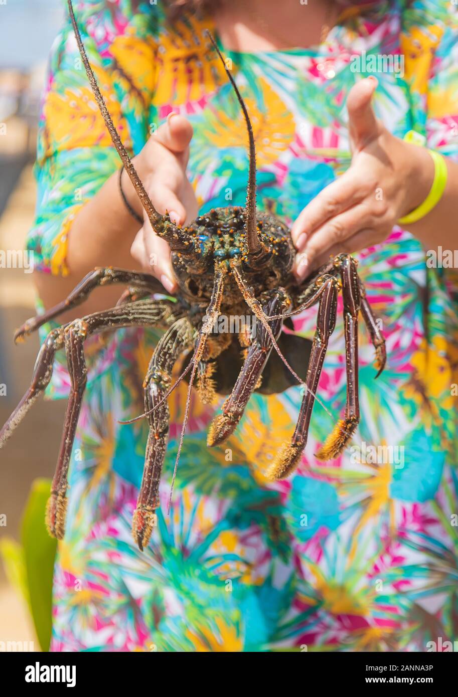 Human hand crayfish hi-res stock photography and images - Alamy