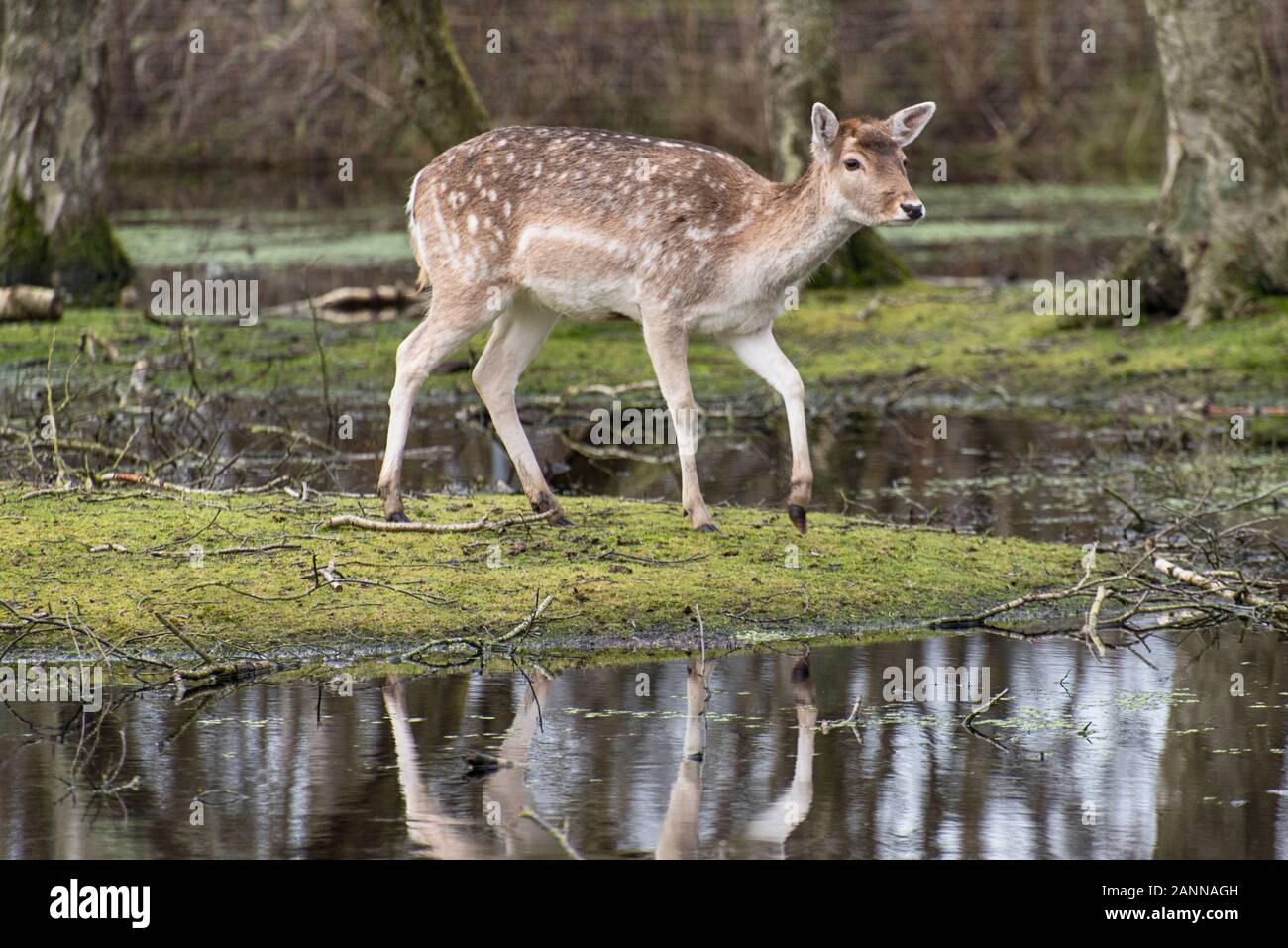 Deer in a swamp landscape in Germany Stock Photo - Alamy