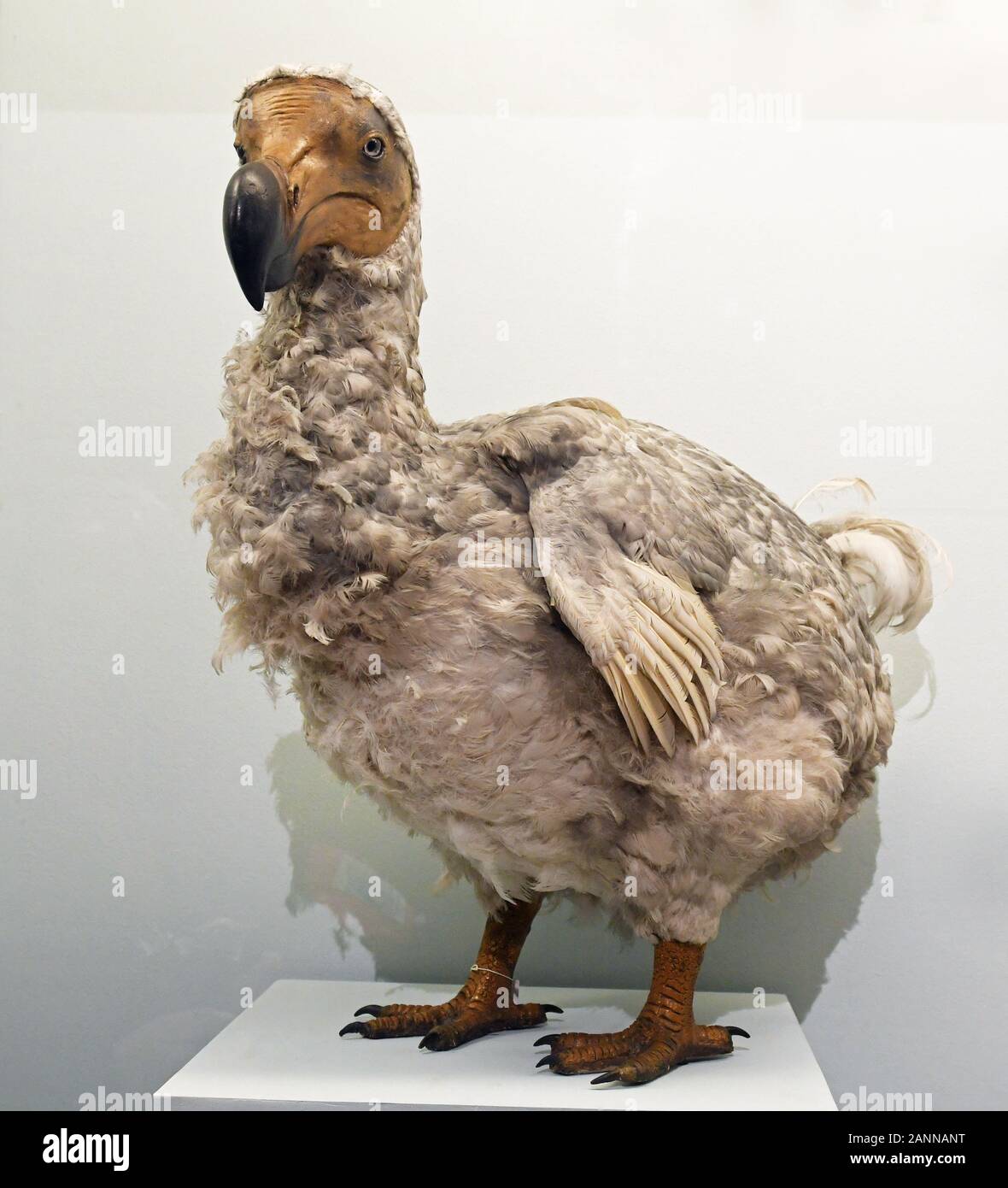 Extinct Dodo Bird High Resolution Stock Photography and Images - Alamy