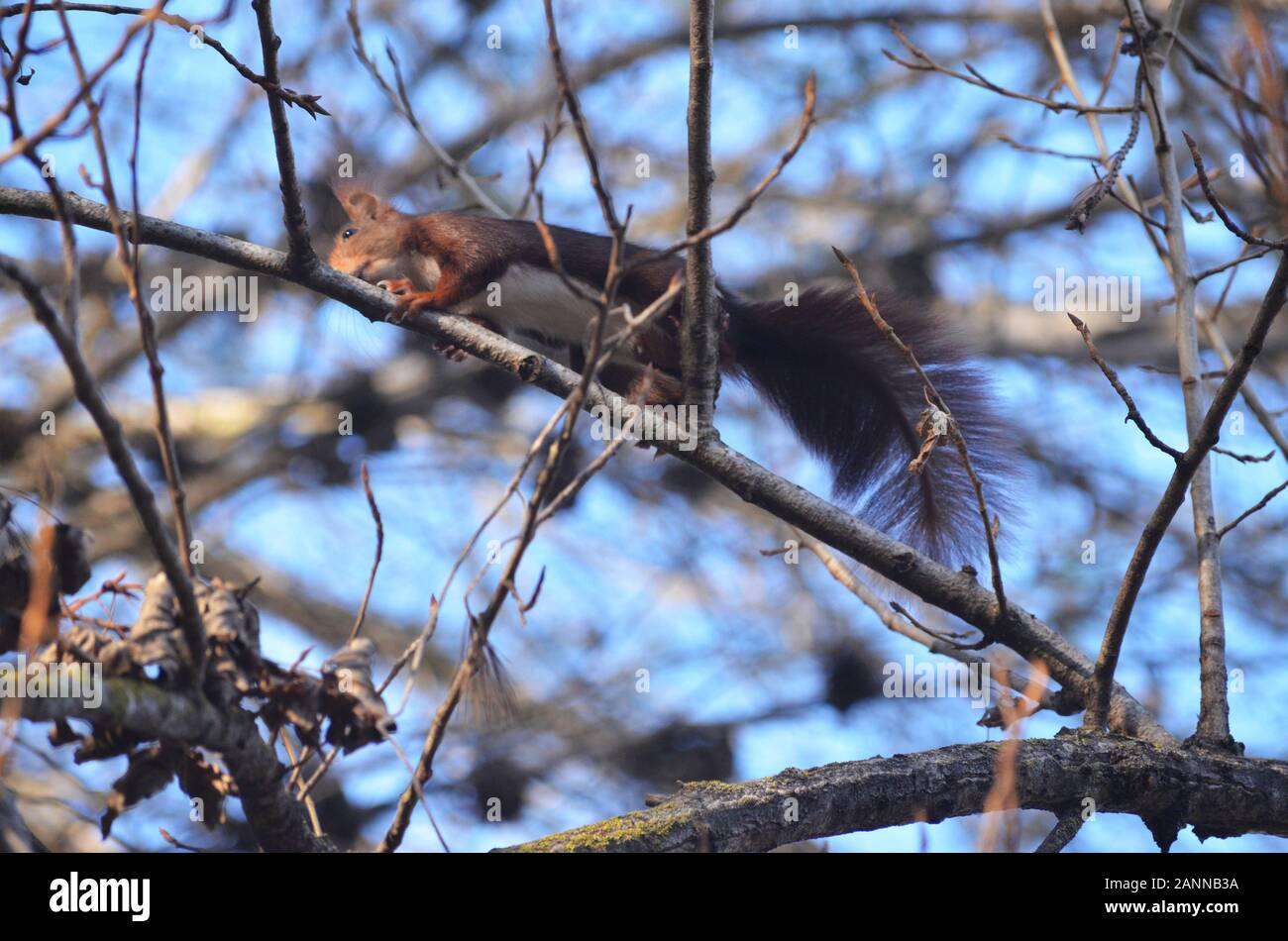 A red squirrel (Sciurus vulgaris) climbing a tree at the Turia river ...