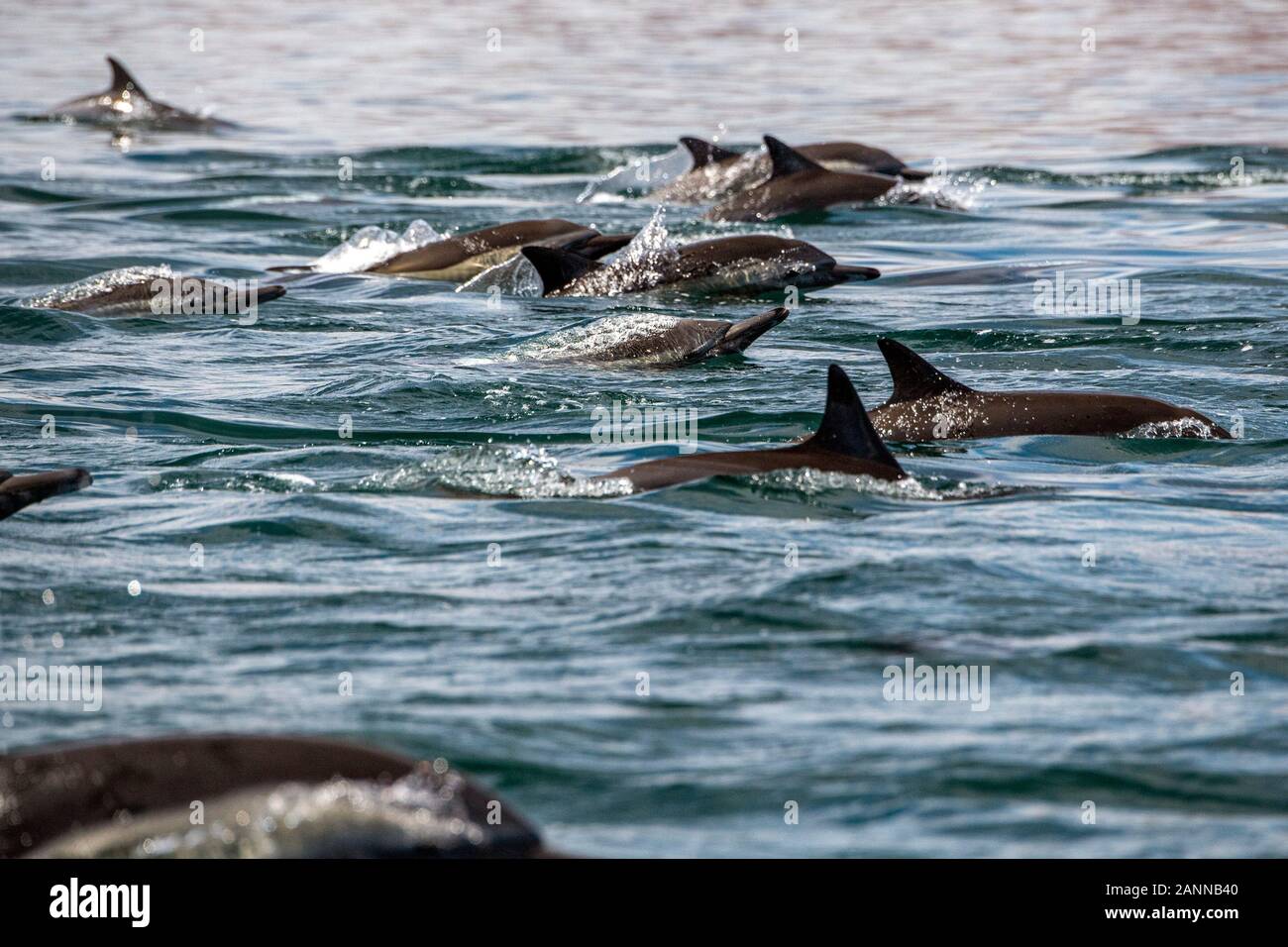 big pod of dolphins jumping Stock Photo - Alamy