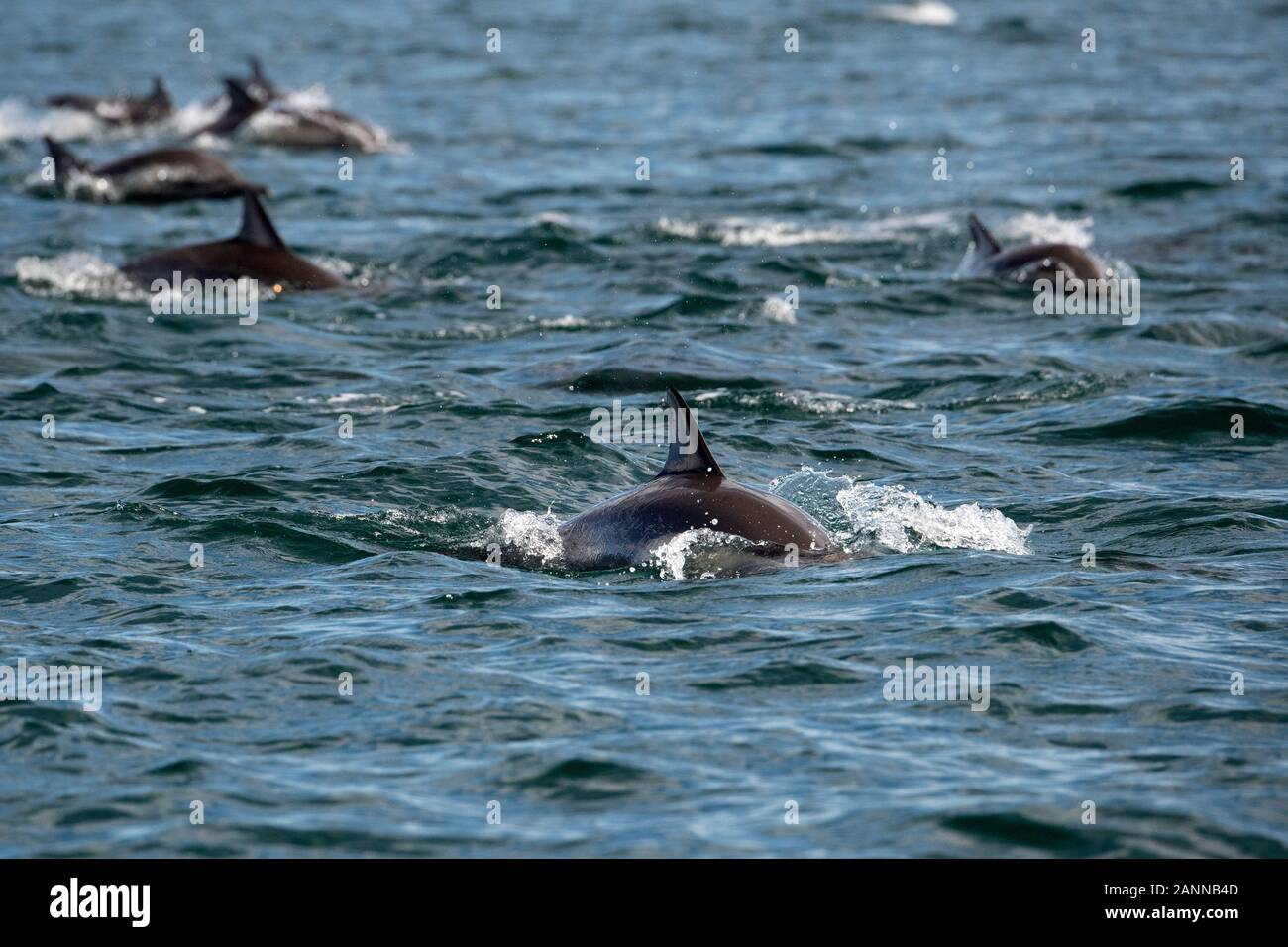 big pod of dolphins jumping Stock Photo - Alamy