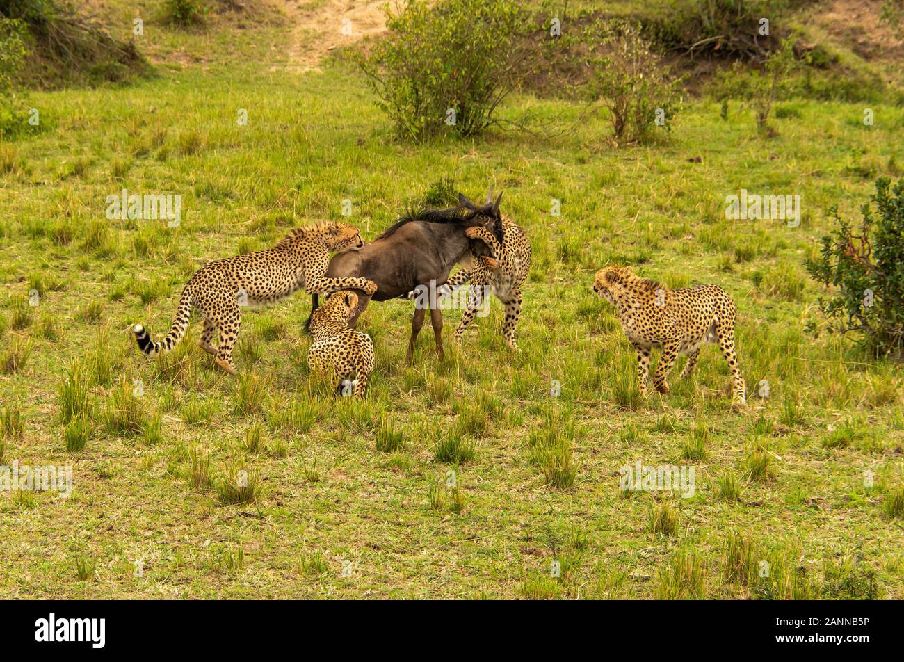 Cheetah Hunting Wildebeest