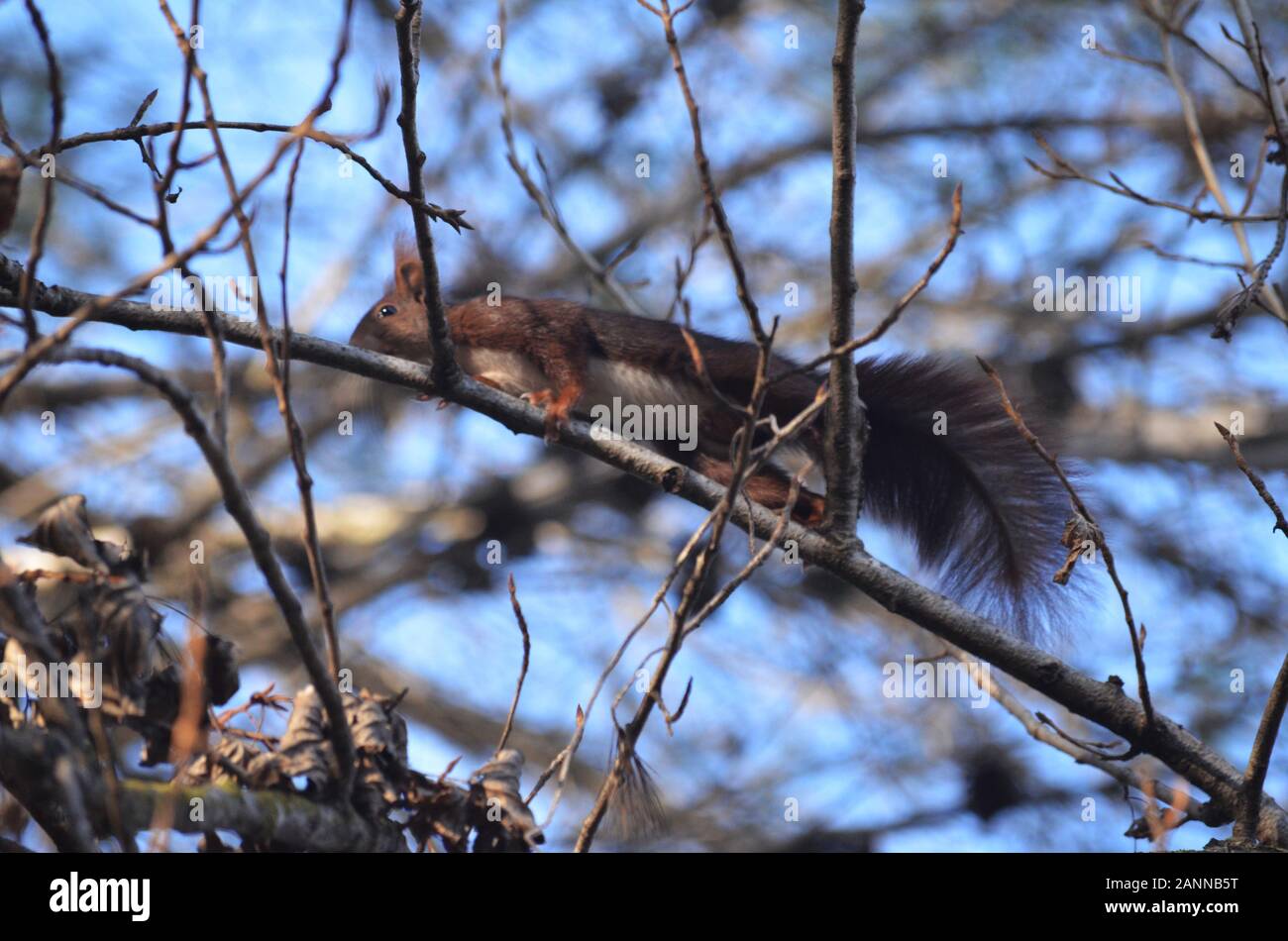 A red squirrel (Sciurus vulgaris) climbing a tree at the Turia river ...