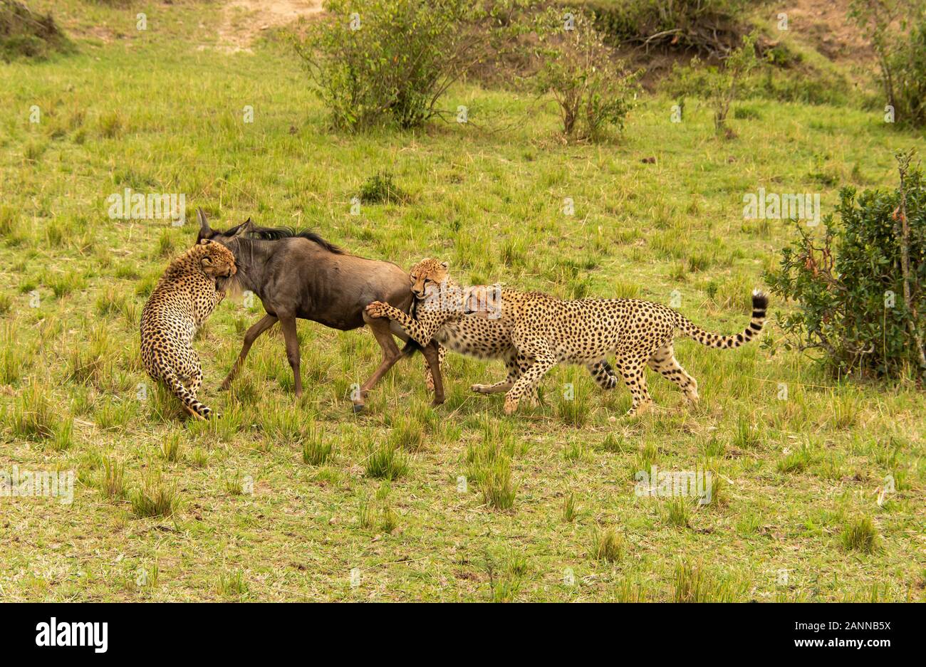 Cheetah Hunting Wildebeest