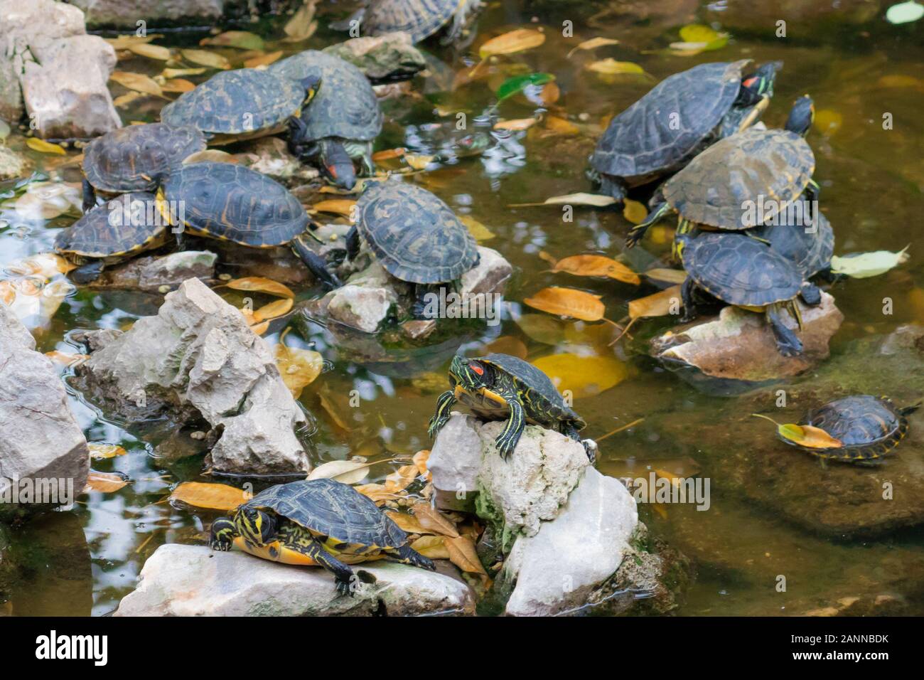Turtle pond with many turtles in the park in Athens Greece Stock Photo ...