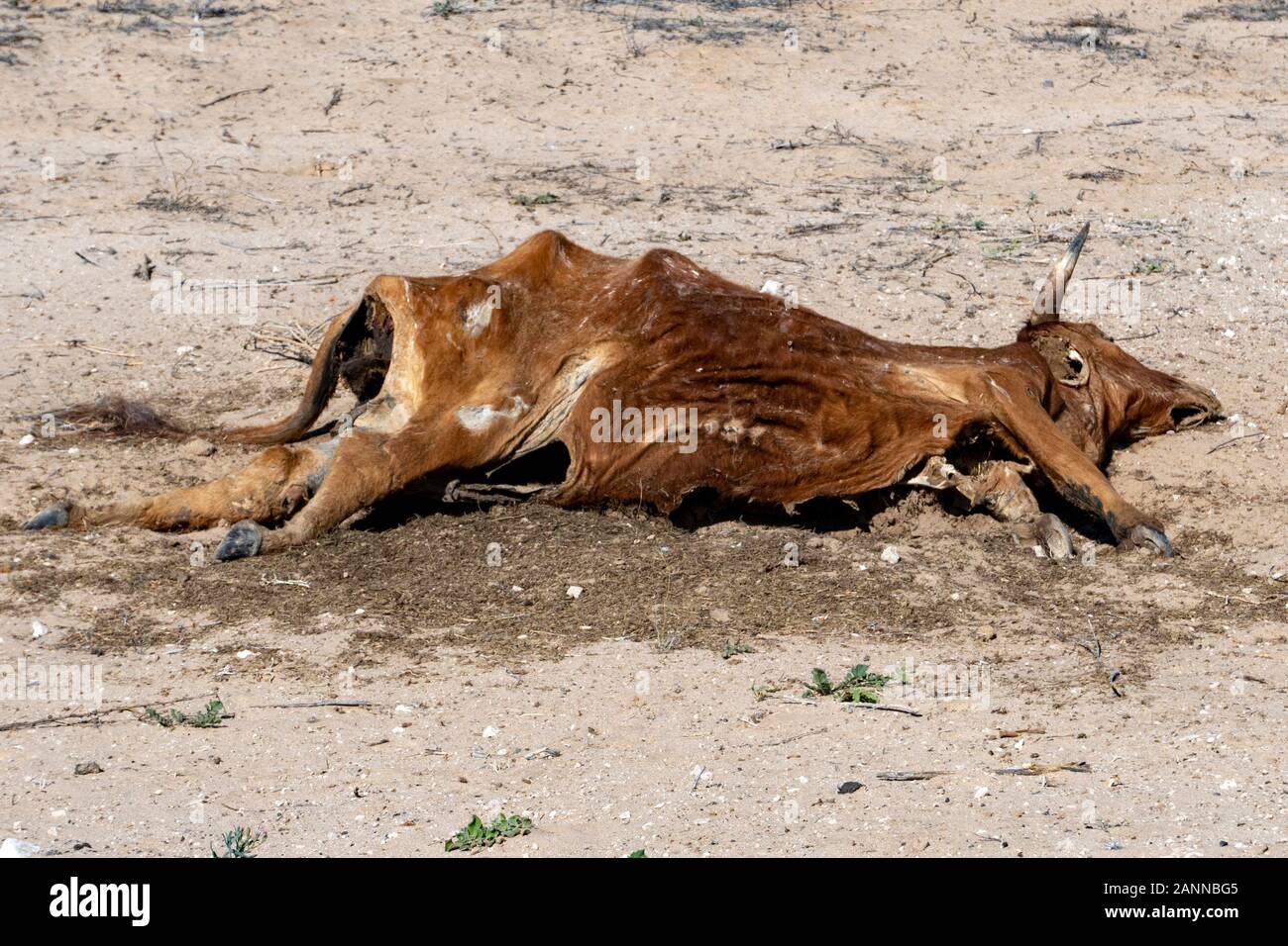 Cow carcass hi-res stock photography and images - Alamy